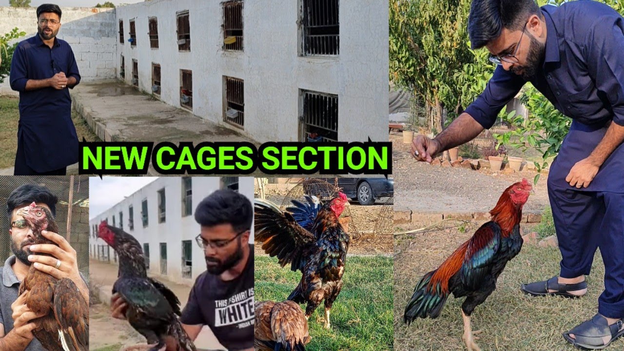 10 Aseel Birds Cargo Done | New Cages Section | my Aseel Farm Update ...