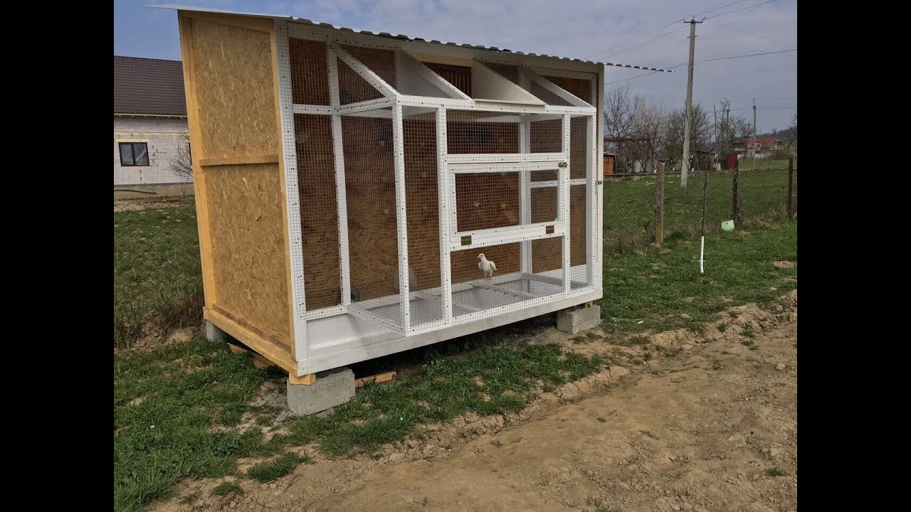 Un model de crescatorie pentru porumbei pui | Racing Pigeons Loft - YouTube