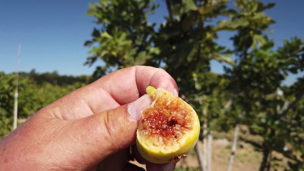 Barada Fig - YouTube