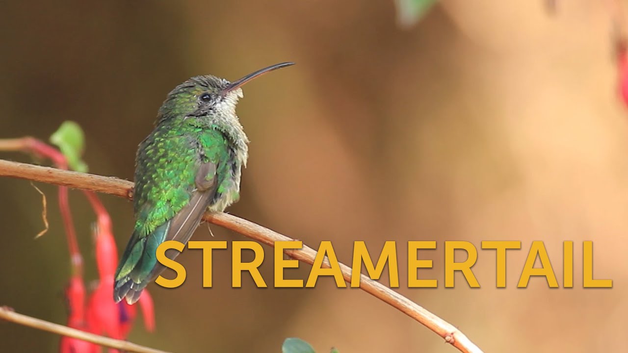 Red-billed Streamertail (Female) - YouTube