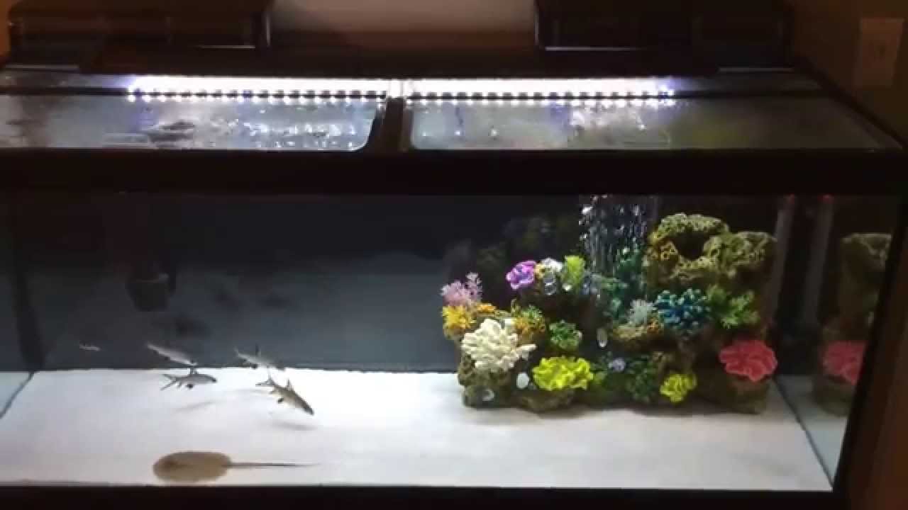 90 Gallon Fish Tank - YouTube