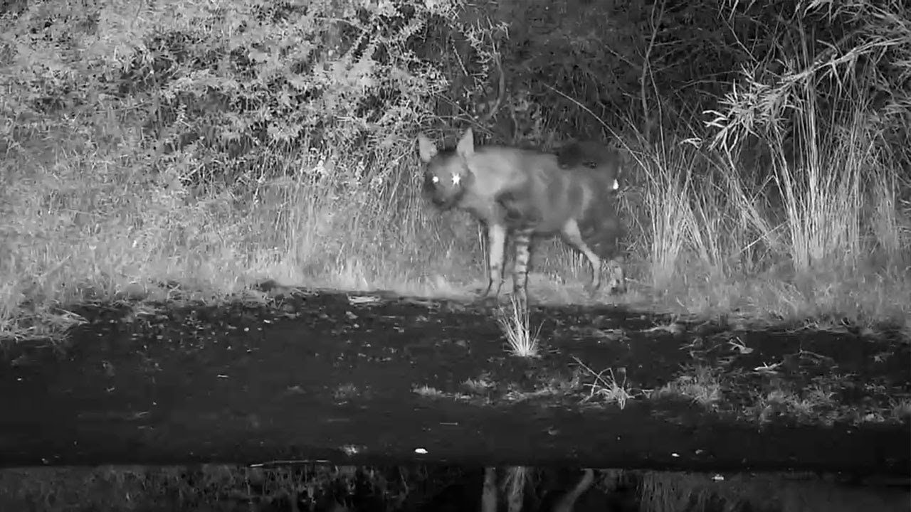 A Brown Hyena Scent Marking - YouTube