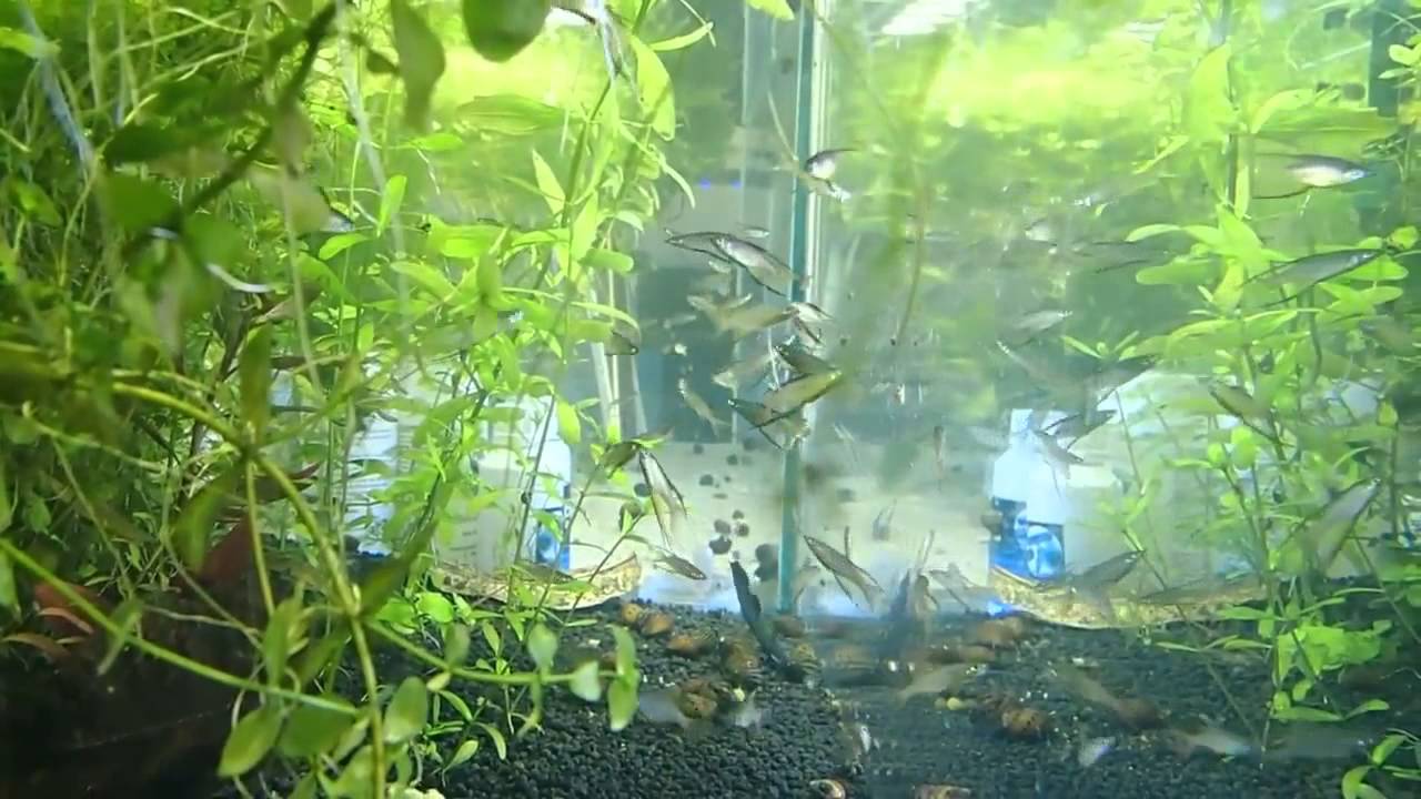 THREADFIN RainbowFish - YouTube