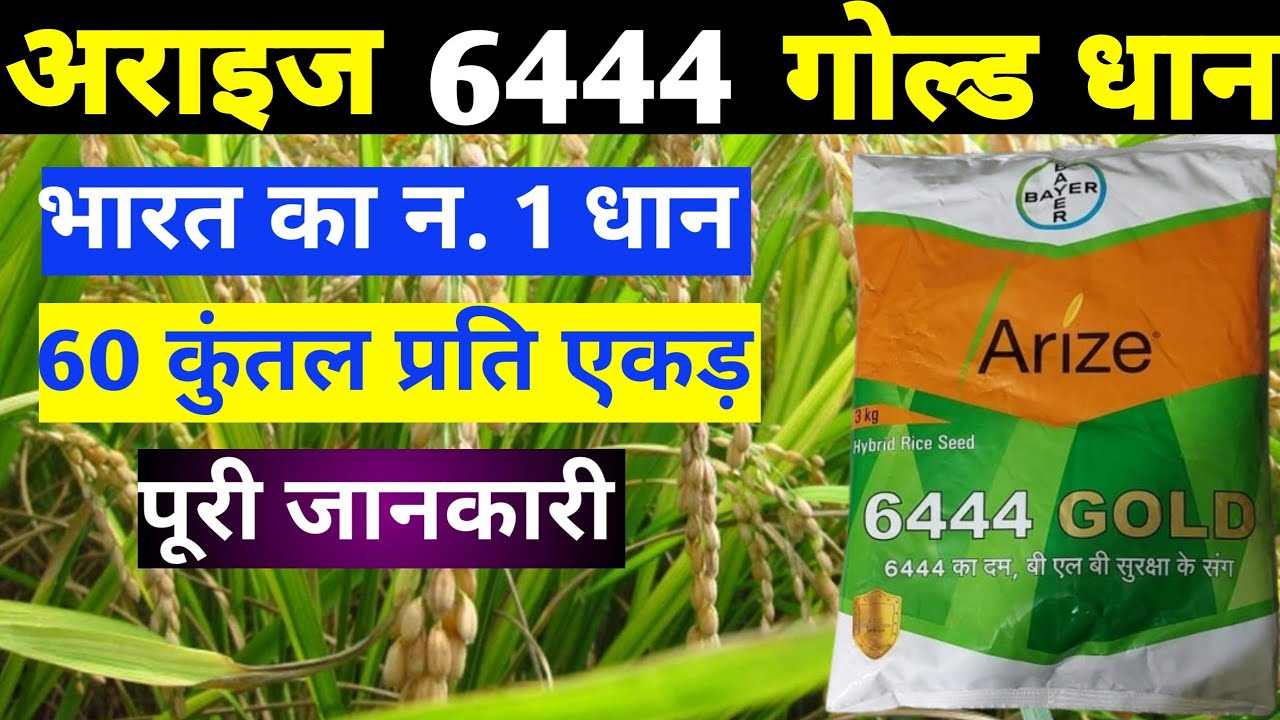 Arize 6444 gold dhan | arize 6444 gold धान| अराइज 6444 गोल्ड धान ...