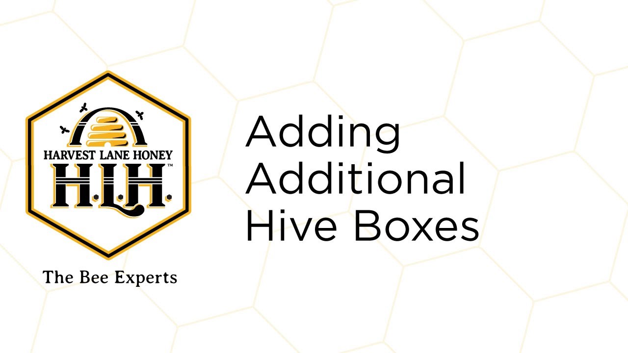 Growing Your Hive by Adding Additional Hive Boxes - YouTube