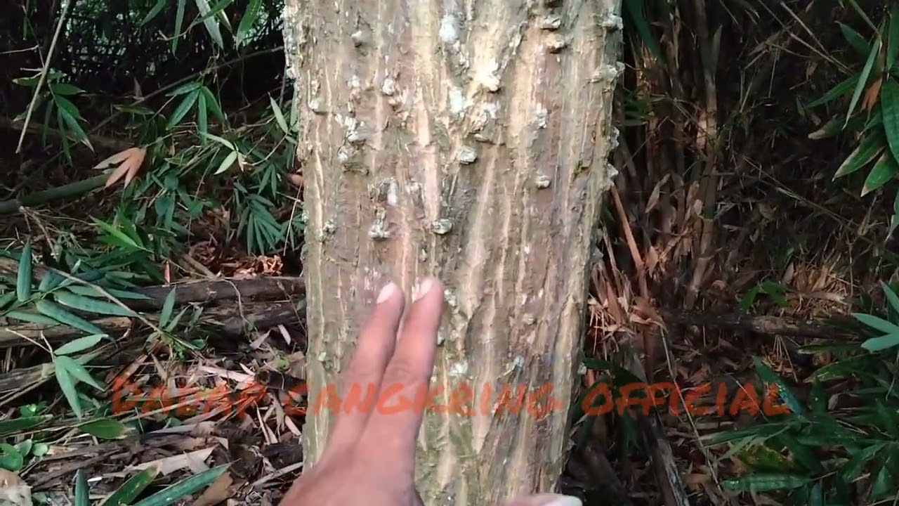 PEMOTONGAN KAYU DADAP CANGKRING DI SEBELAH KUBURAN KUNO @Dhemit wengi ...