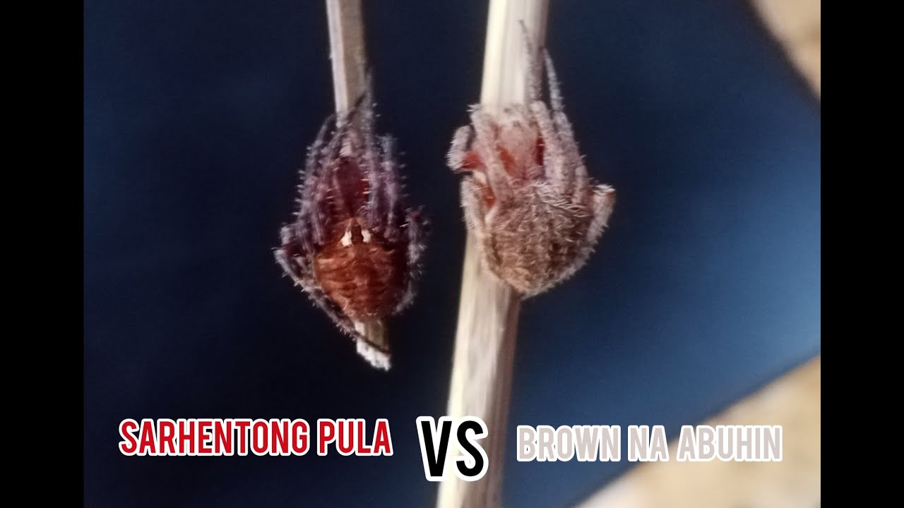 Sarhentong Pula Vs Brown Na Abuhin - YouTube