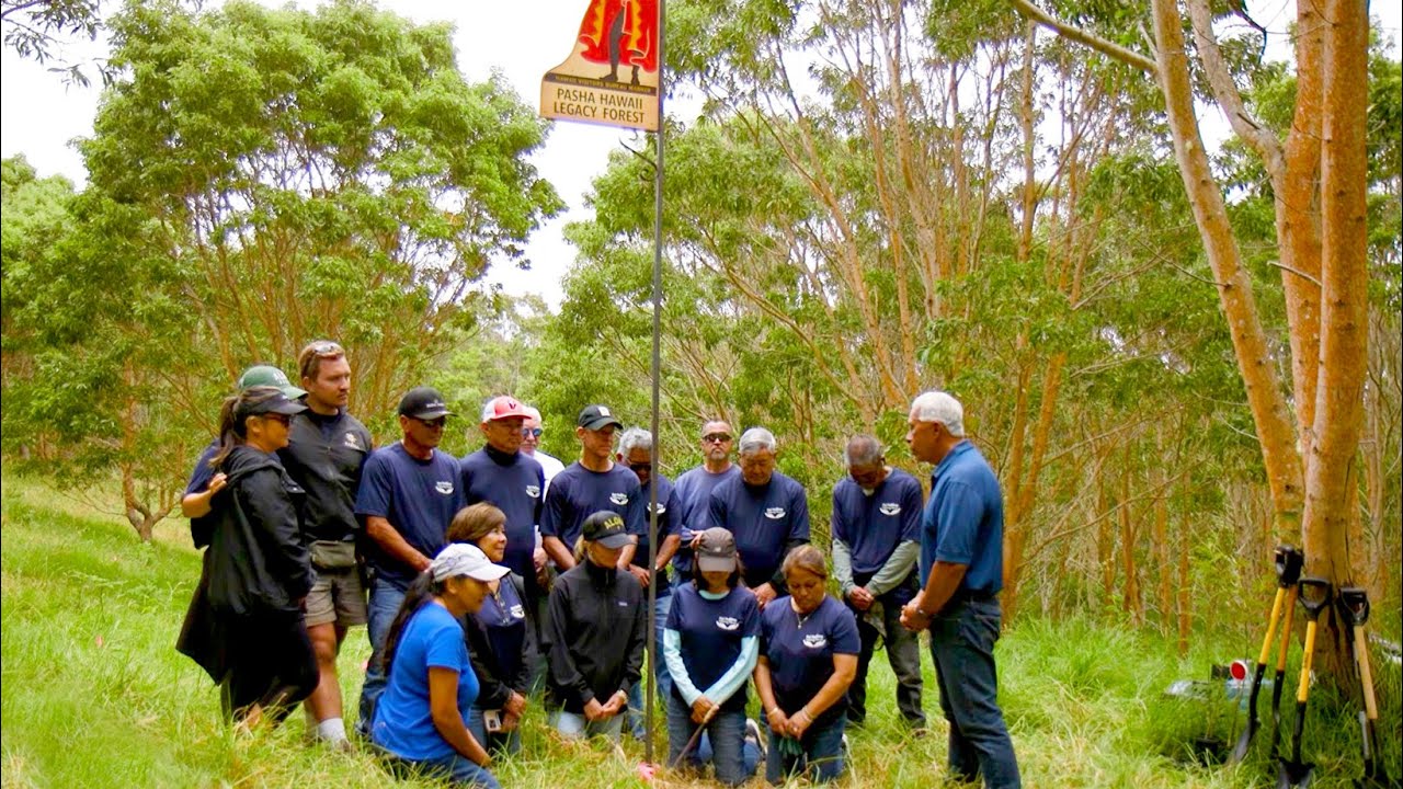 Hui Hulilima team plant the first koa trees in the Pasha Hawaii Legacy ...