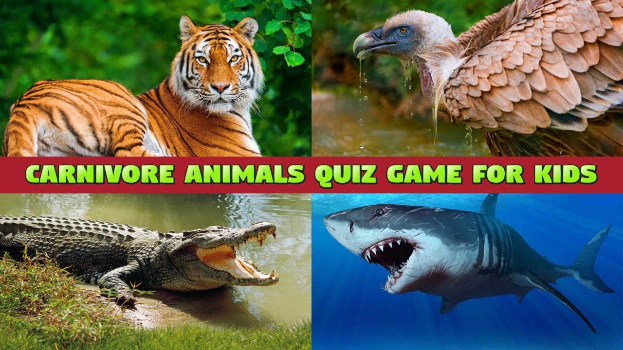 CARNIVORE ANIMALS GUESSING GAME FOR KIDS - YouTube