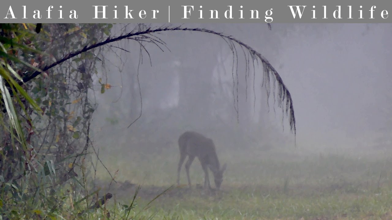 Town 'N Country Nature Preserve, 22/23 Hiking Spree Trail 6 - YouTube