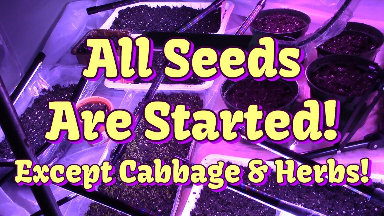 More Seed Starting &Celery & Strawberry Update! - YouTube