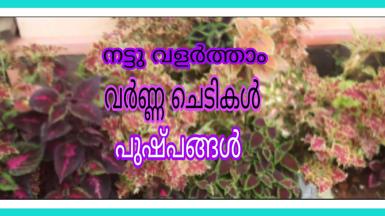 Nattu Valartham Varna Chedikal pushpamgal # നട്ടു വളർത്താം വർണ്ണ ചെടിക ...