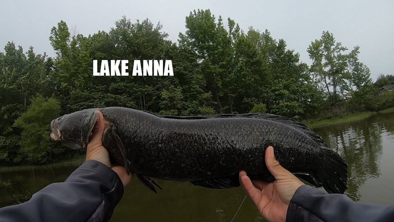 We Both Caught Our First Lake Anna Northern Snakehead - YouTube