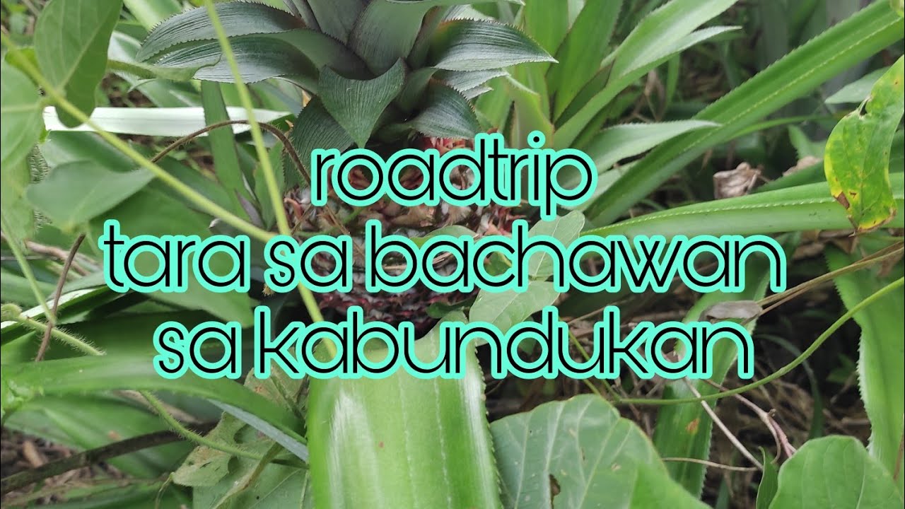 roadtrip punta bachawan - YouTube