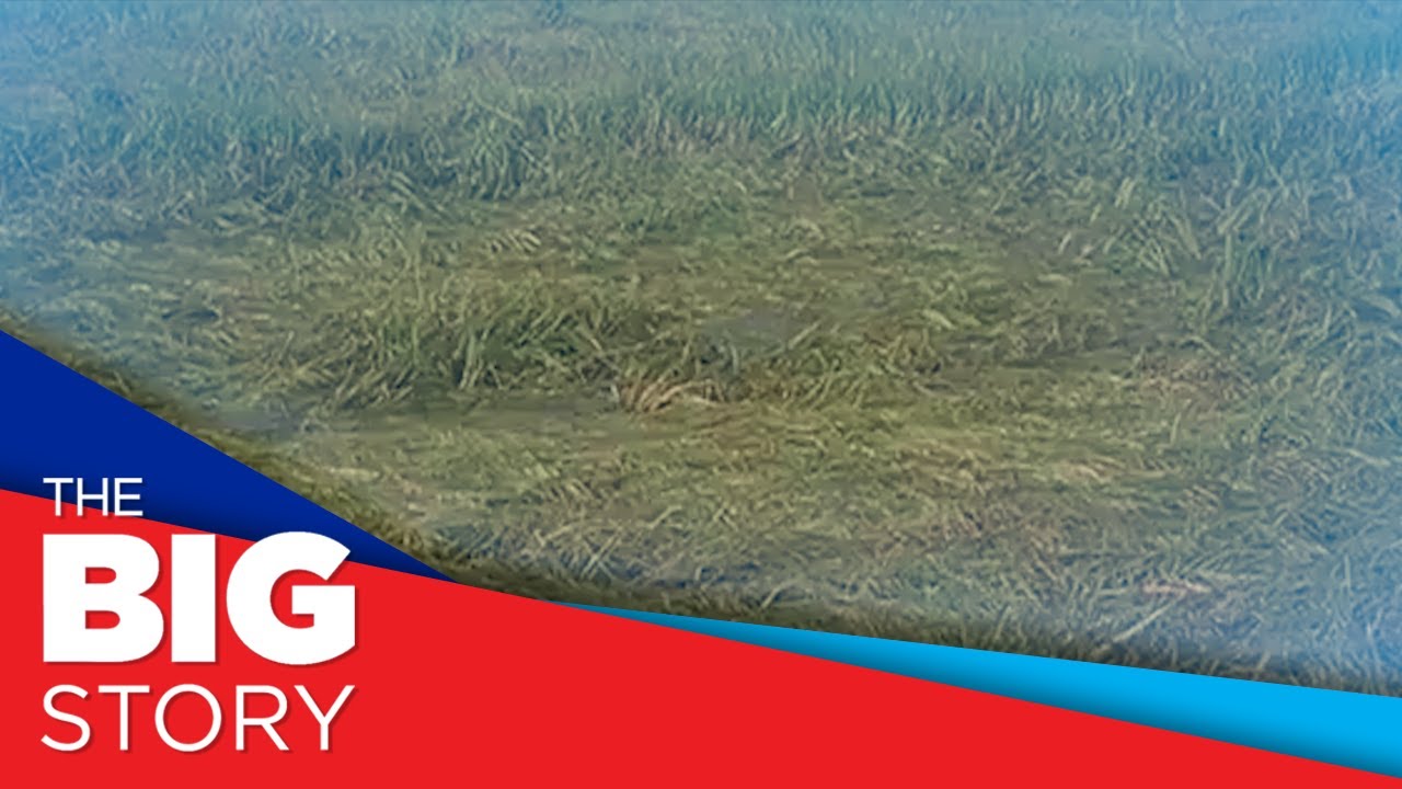 Typhoon Ulysses ravages Bulacan rice fields - YouTube