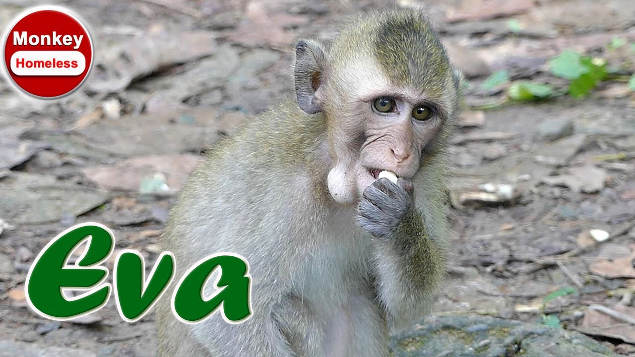 Today our team announced this new monkey's name as EVA - YouTube