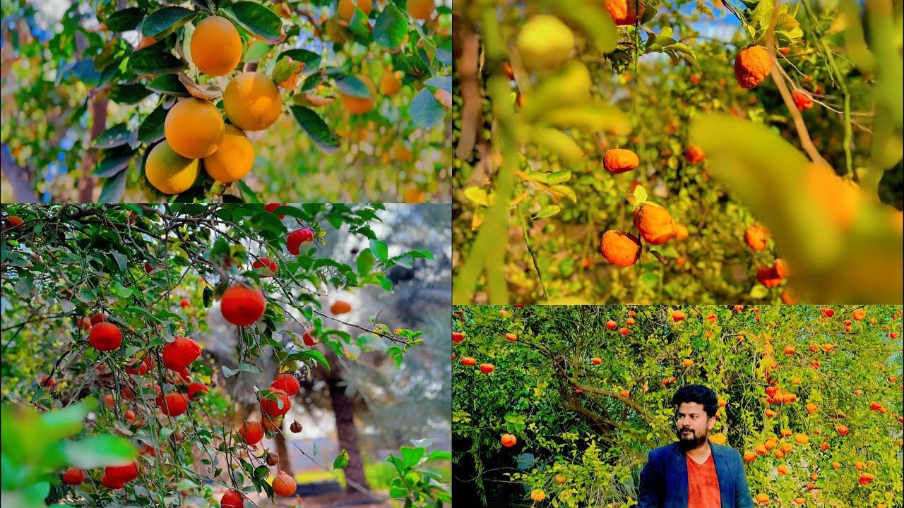Orange Farm 🍊 Riyadh | - YouTube