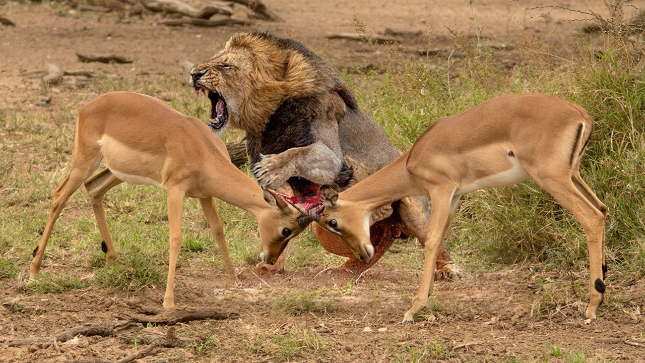 Wild animals videos || Lion attacks hunters || Lion attack on elephant ...