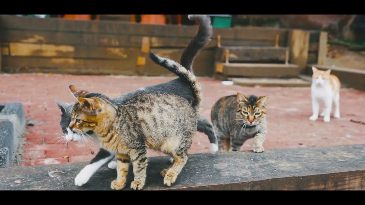 kitten gang 😺 | cute animals - YouTube