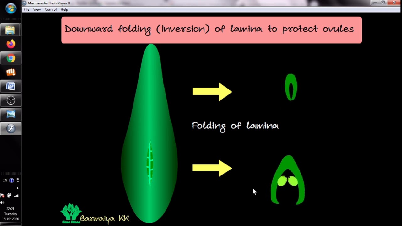 Evolution of Carpels - YouTube