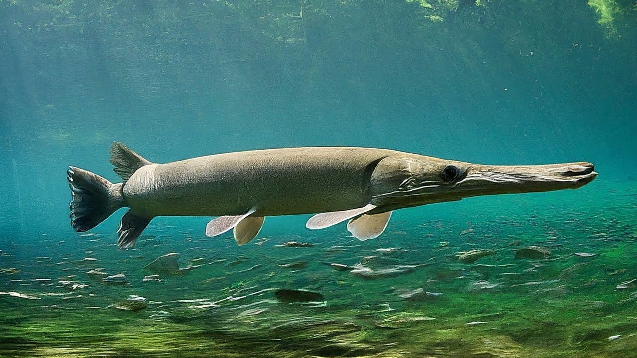 Gar Fish | An Enigma of living Fossils : A Deep Dive into the World of ...