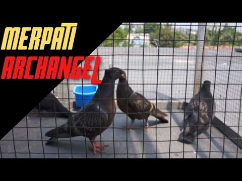 REVIEW MERPATI ARCHANGEL-MERPATI ARCHANGEL SAYAP HITAM - YouTube