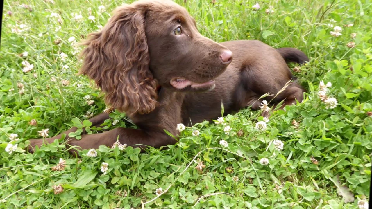 Our Sprockers - YouTube