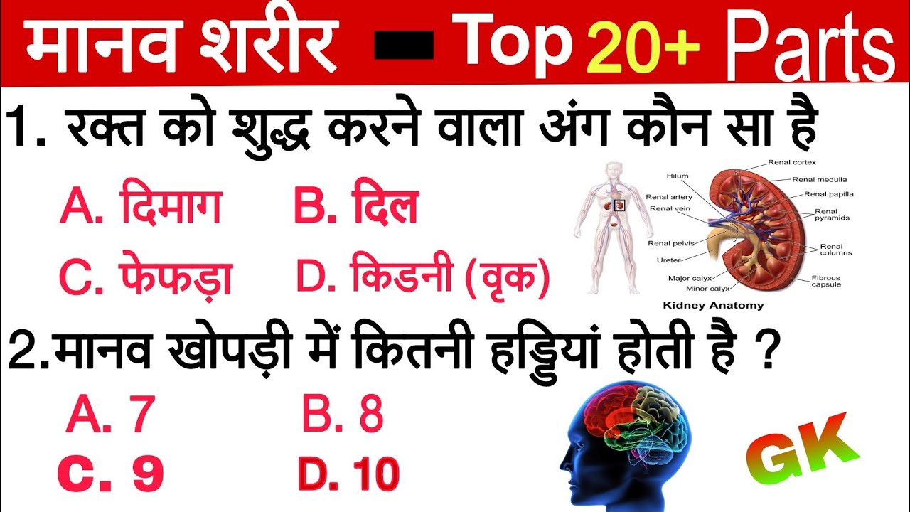 मानव शरीर महत्वपूर्ण प्रश्न GK | Human body important question GK ...