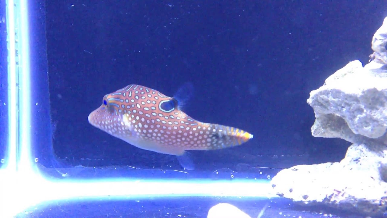 Papuan Toby Puffer - YouTube