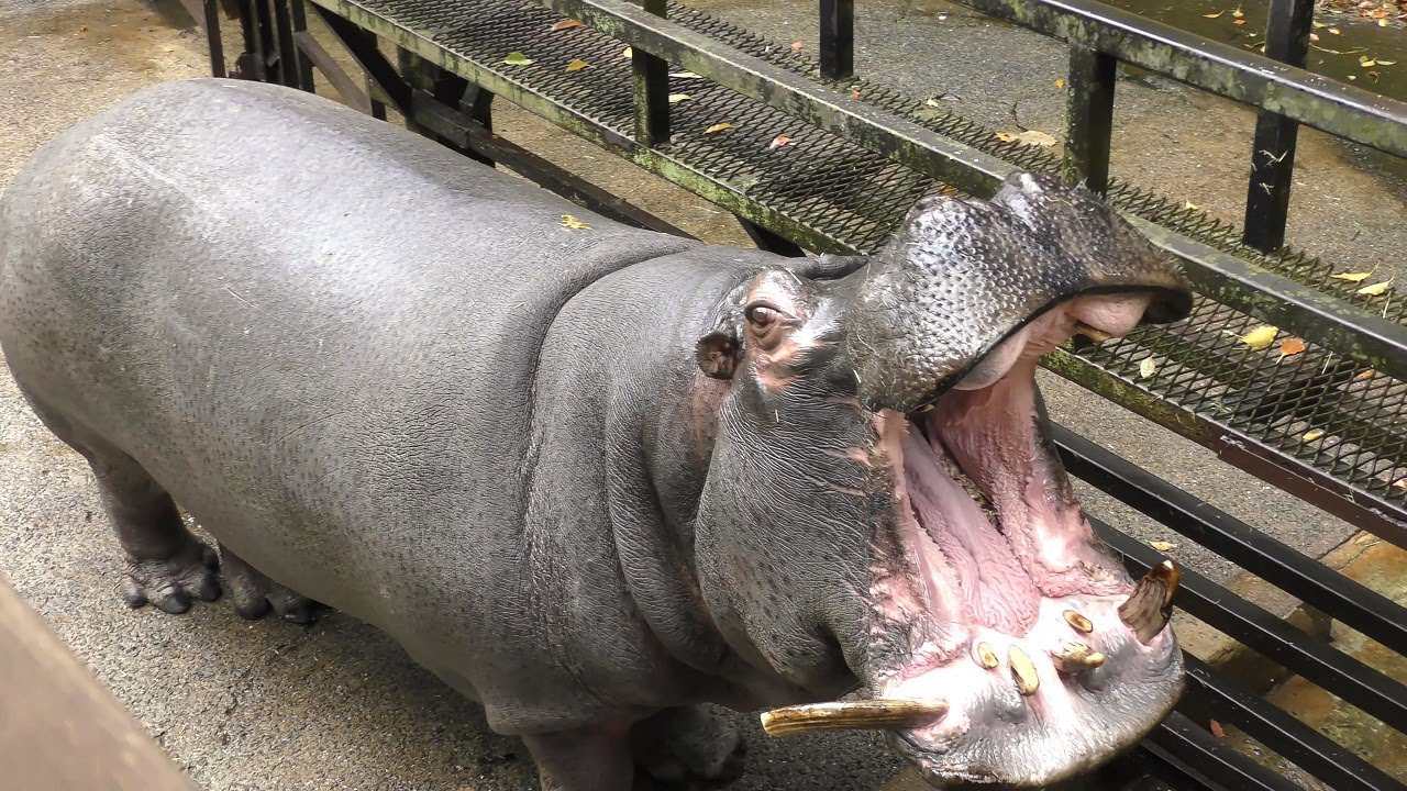 カバ,長崎バイオパーク,Hippopotamus,Nagasaki Bio Park,Japan - YouTube