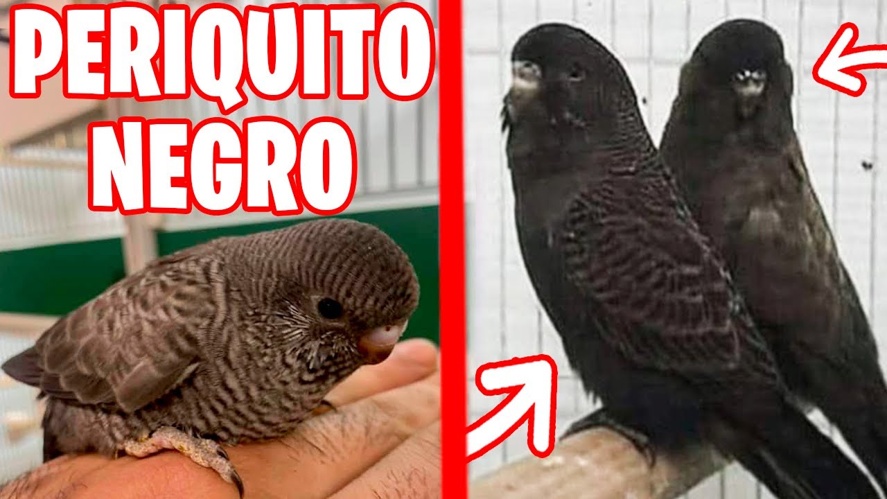 COMO TENER UN PERIQUITO NEGRO - YouTube