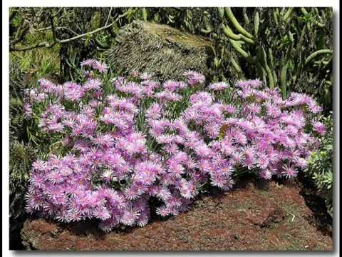 asli gungor son opucuk video 2009