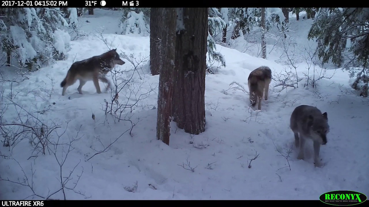 Wolf Pack - Kispiox - YouTube