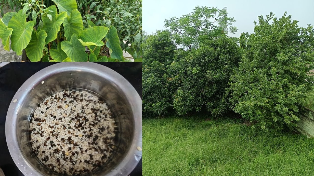 urad dal ke setu badi banye ghr me 🤪🤪😇🤑 - YouTube