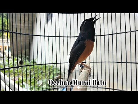 48 DETIK, Murai Batu GACOR di PAGI HARI , mampu atasi Murai Batu NGERIWIK & MALAS BUNYI