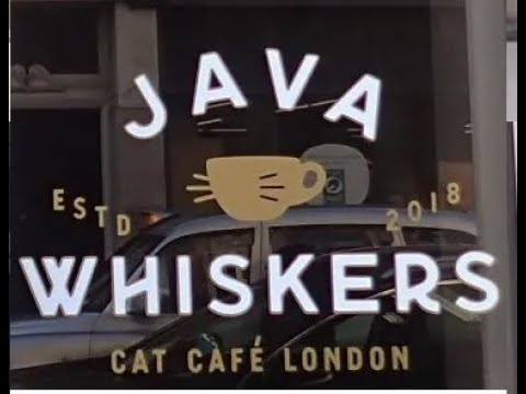 Cats and Coffee - Java Whiskers #cats #London #coffee - YouTube