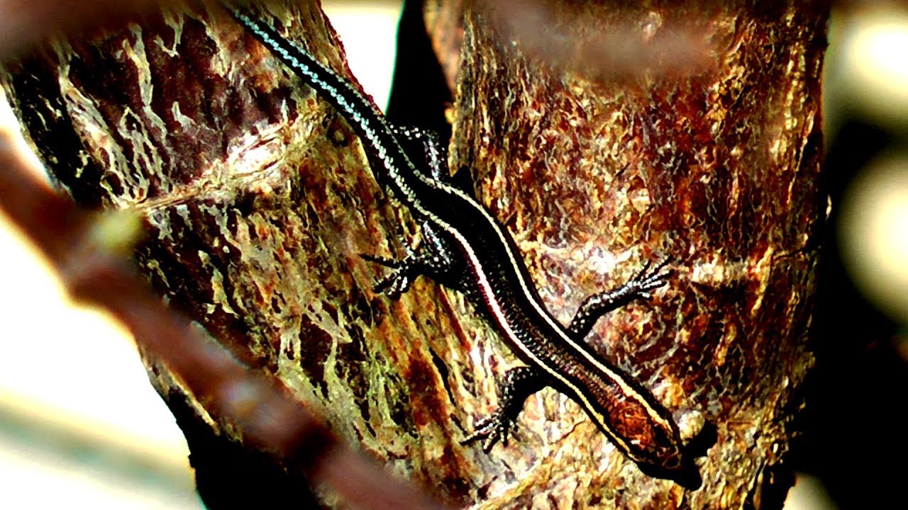 Australian Wall Skink on Money/Jade plant - YouTube