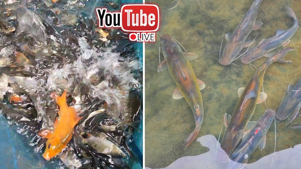 common carp seed and ayre fish in tank - YouTube