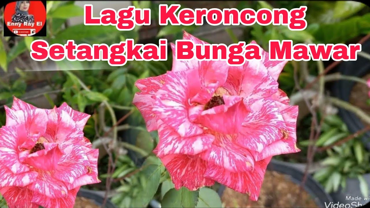 Lagu Keroncong Setangkai bunga Mawar l lagu kenangan l lagu nostalgia ...