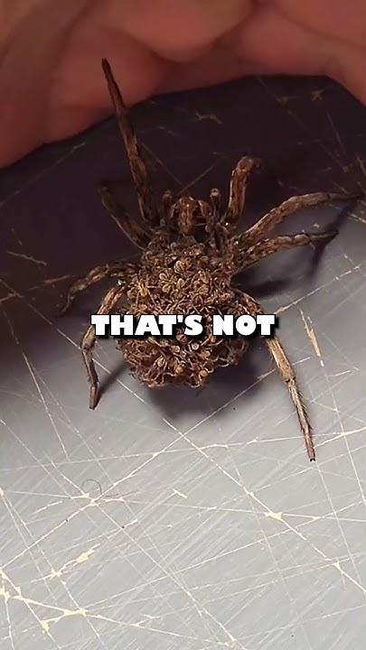 HOW DO SPIDERS MAKE WEB?😱 #shorts - YouTube