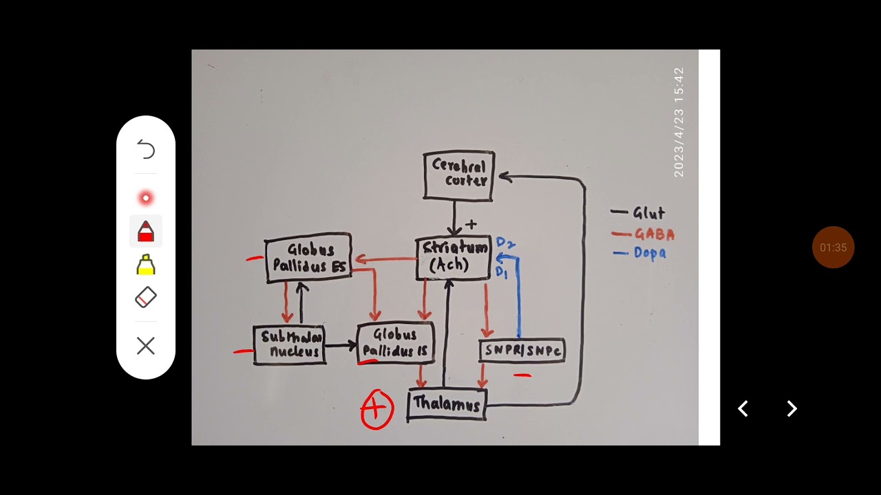 Basal ganglia | Direct and indirect pathways - YouTube