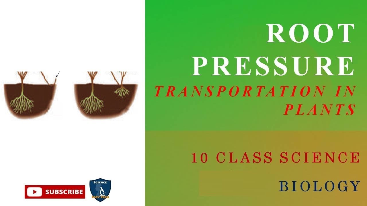 Root Pressure I Transportation in Plants and Circulation in Animals I ...