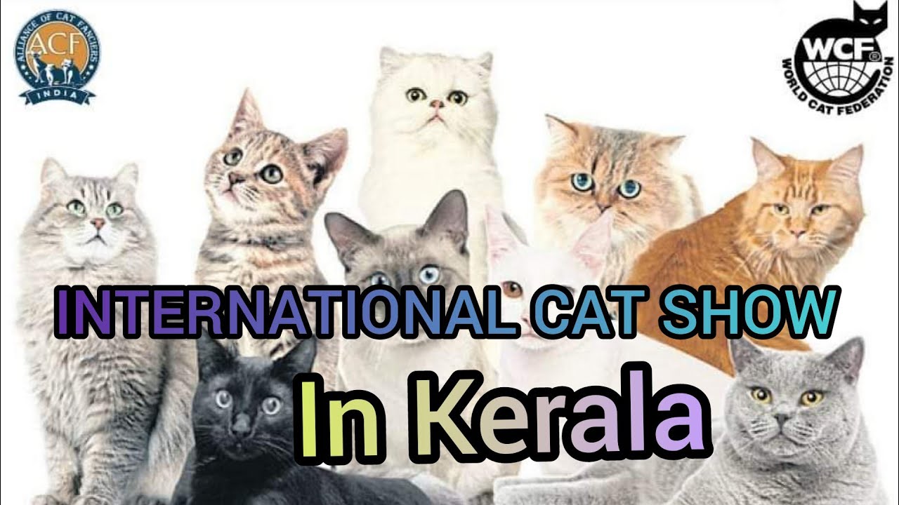 International cat show in kerala wcf cat show Acf cat show - YouTube