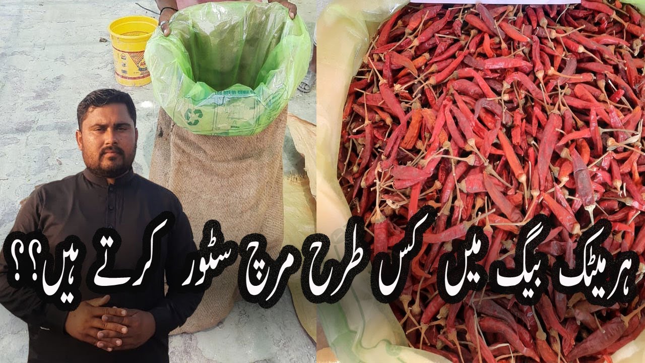 how to store chilli in hermatic bags - YouTube