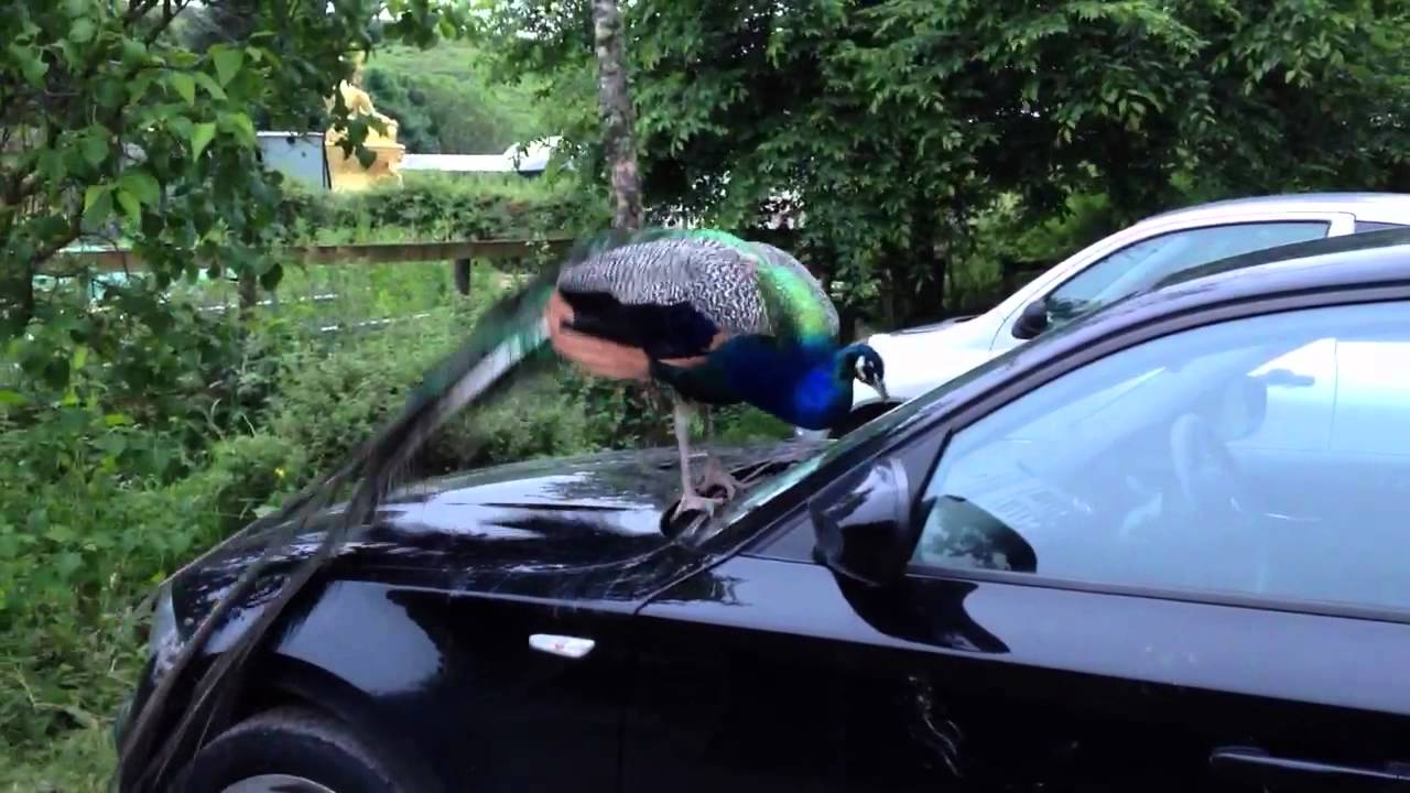 Peacock mating with a Car - YouTube