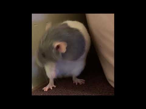 RAT CHAIR 🐀🪑RAT CHAIR 🐀🪑 RAT CHAIR - YouTube