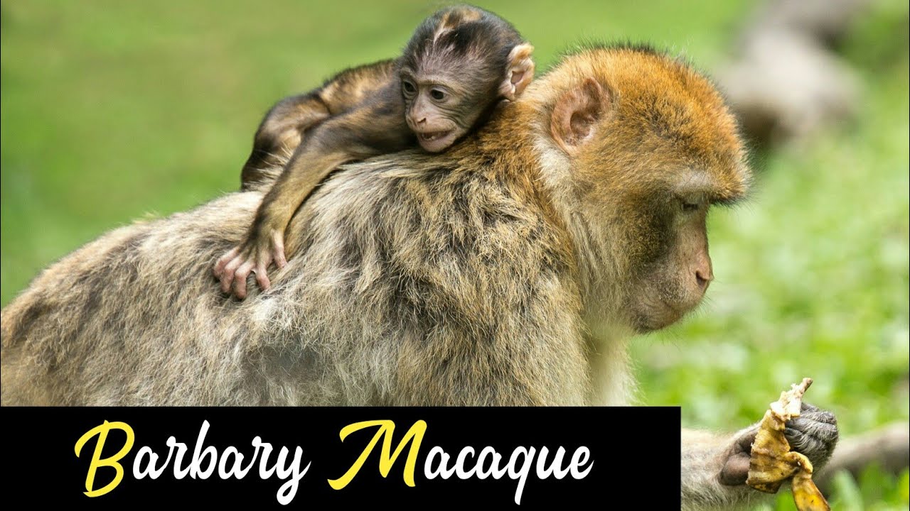 Barbary Macaque | Barbary Macaque Sound - YouTube