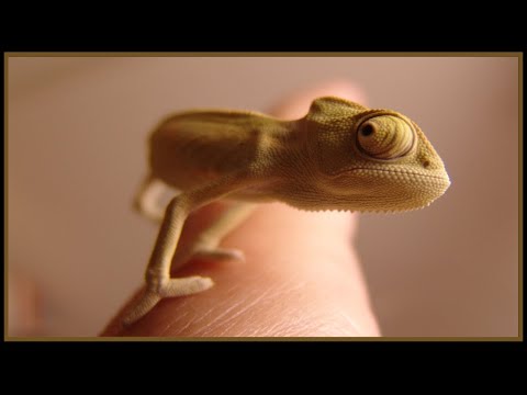 Sound To Remove Lizard From Home