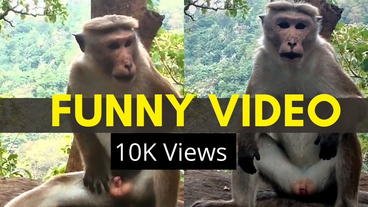 Funny Video of Torque Monkey scratching himself - YouTube