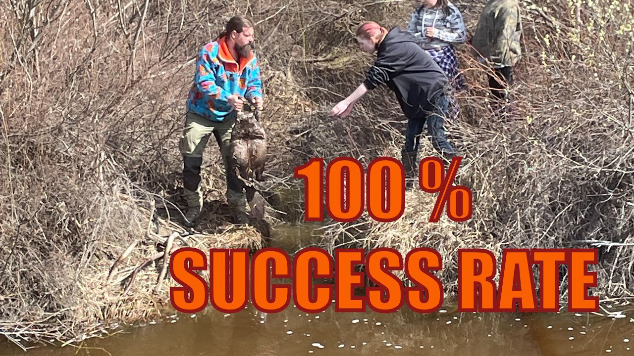 Trapline Adventures: Beaver Tales From The North #beaver #trapping # ...